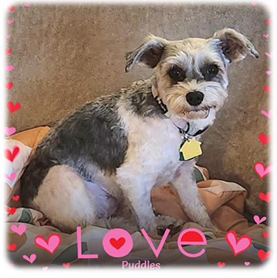 Schnauzer Rescue Cincinnati