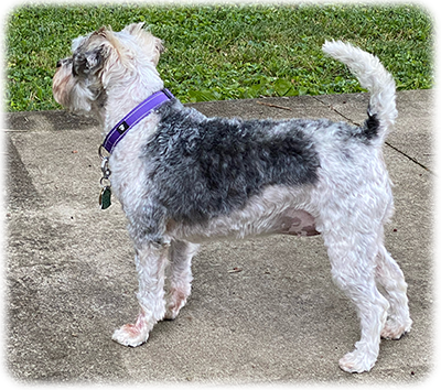 Schnauzer Rescue Cincinnati