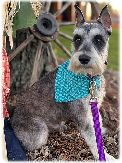 Schnauzer Rescue Cincinnati