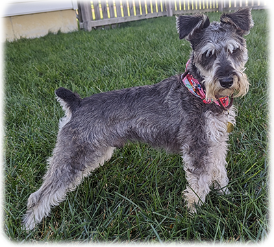 Schnauzer Rescue Cincinnati