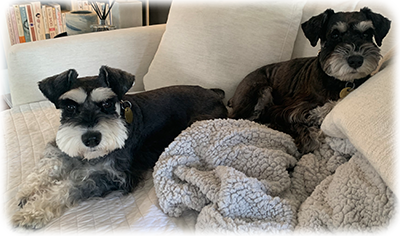 Schnauzer Rescue Cincinnati