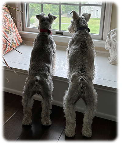 Schnauzer Rescue Cincinnati