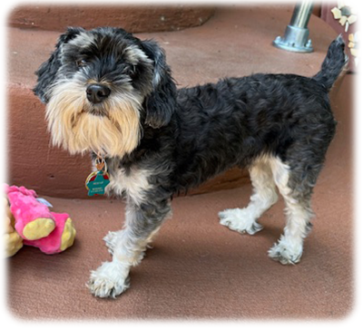 Schnauzer Rescue Cincinnati