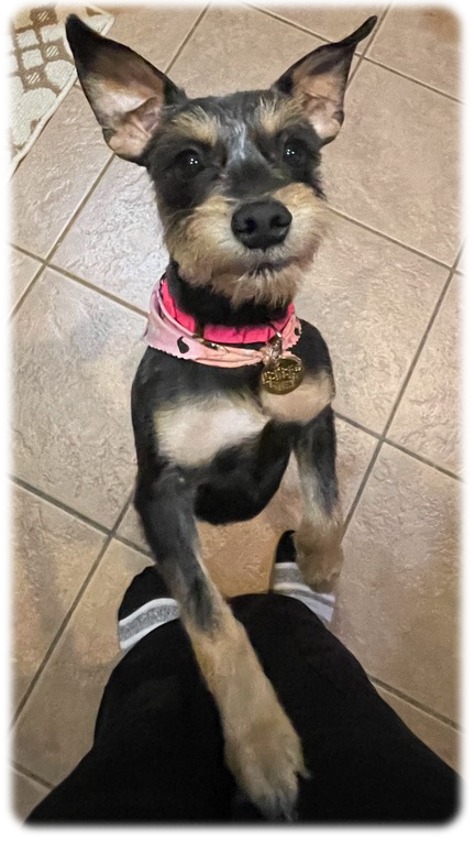 Schnauzer Rescue Cincinnati