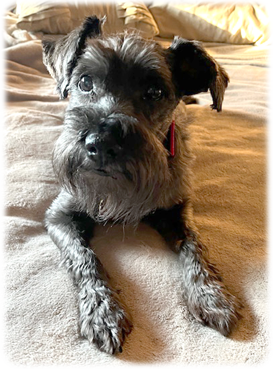 Schnauzer Rescue Cincinnati