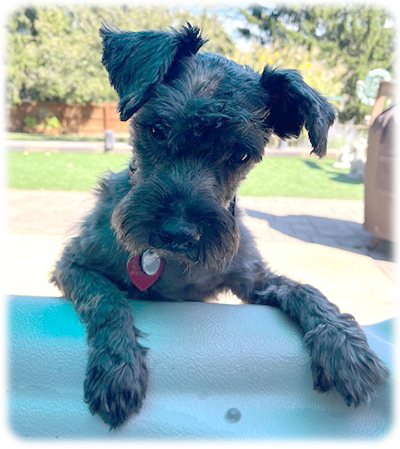 Schnauzer Rescue Cincinnati