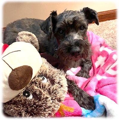 Schnauzer Rescue Cincinnati