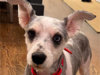 Schnauzer Rescue Cincinnati