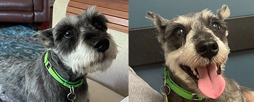 Schnauzer Rescue Cincinnati